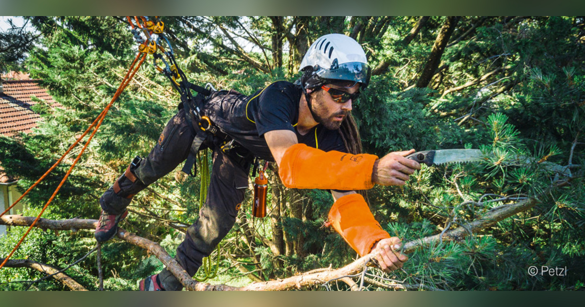 Rope Access for Tree Care : ทบทวนทักษะและความปลอดภัยสำหรับทำงานบนต้นไม้ ...