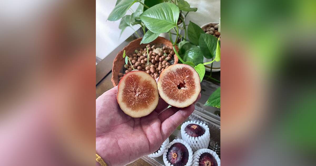 Fresh Figs Delivery | Eventpop