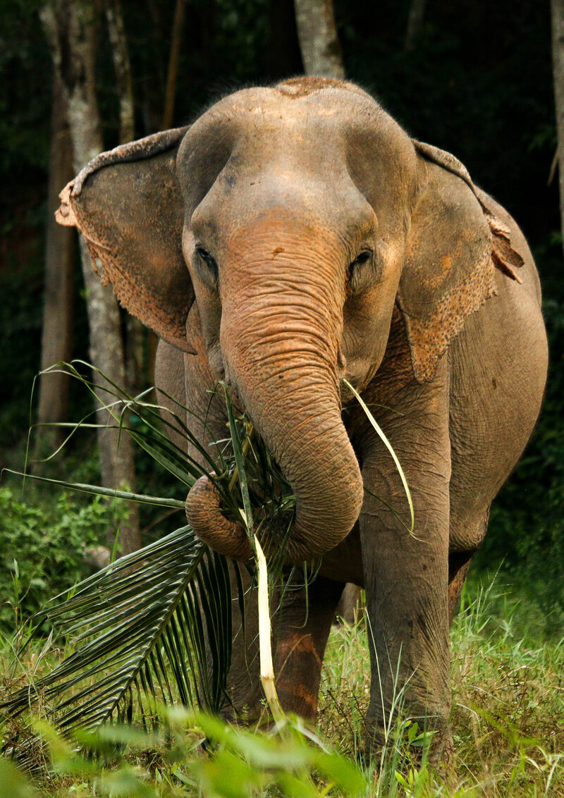 DABOYWAY, DJ GOLDIE - Electric Jungle - Raising funds to feed elephants ...