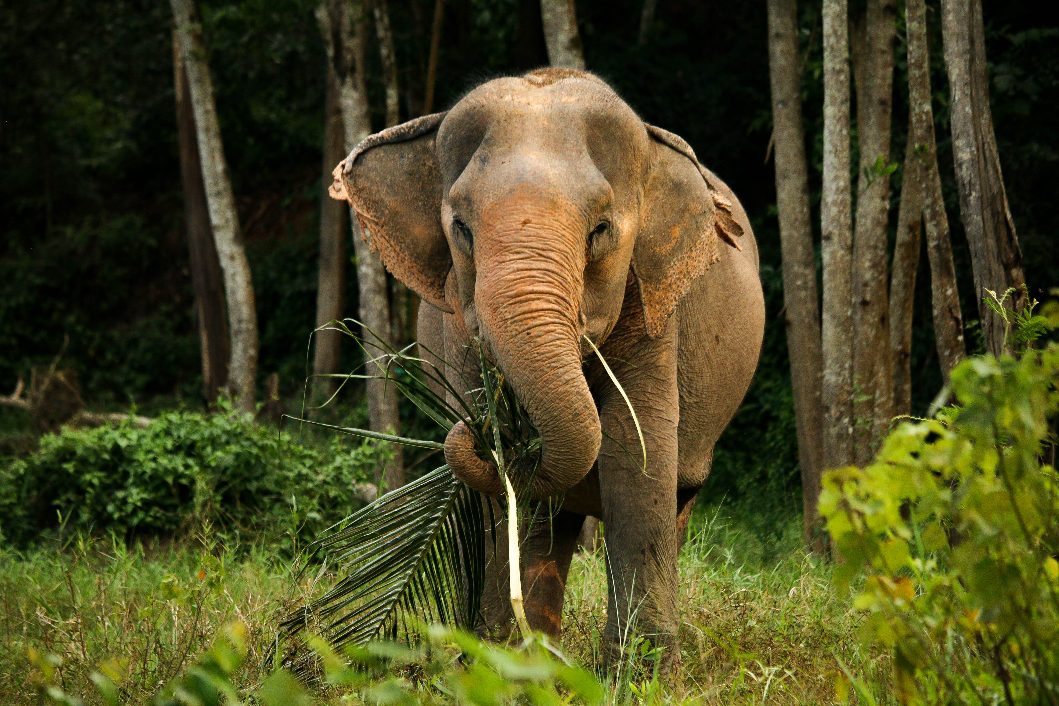 DABOYWAY, DJ GOLDIE - Electric Jungle - Raising funds to feed elephants ...